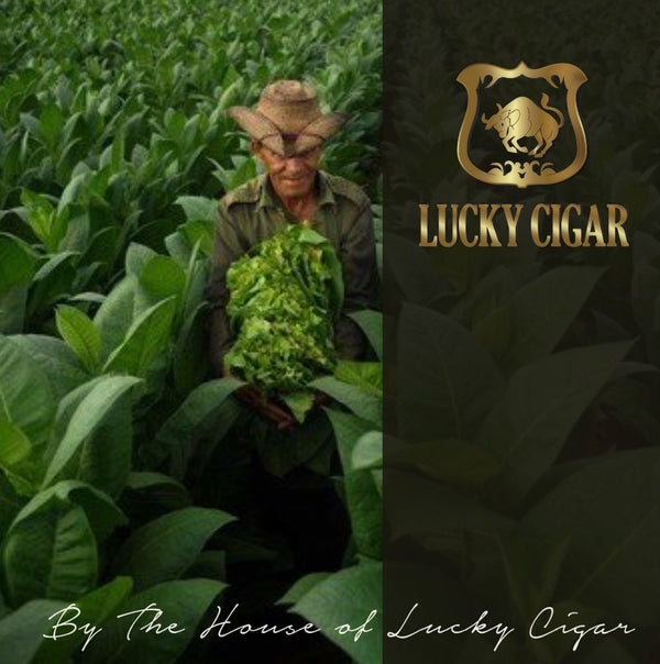 Classic Cigars - Classico by Lucky Cigar: Set of 9 Cigars, All Sizes